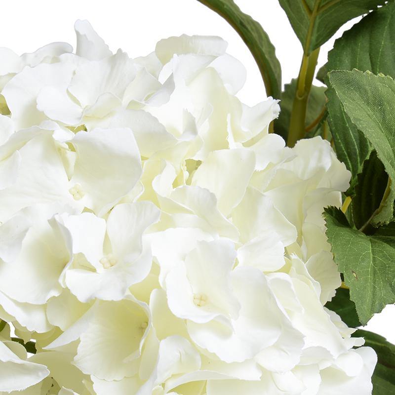 Hydrangea Cutting - White – LIVING.KY